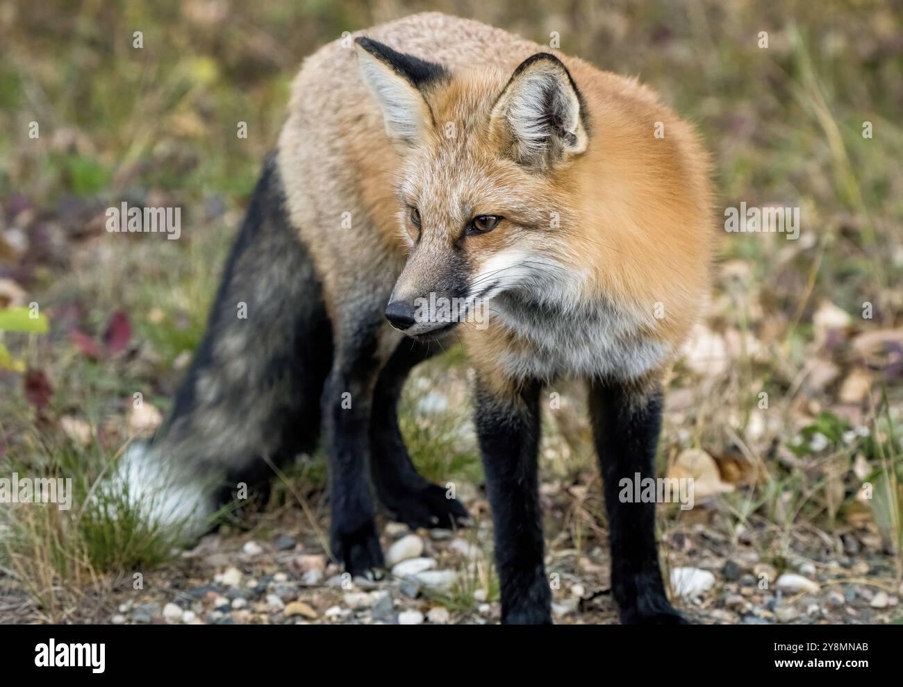 Wild Red Fox in Northern Canada Saskatchewan Stock Photo - Alamy