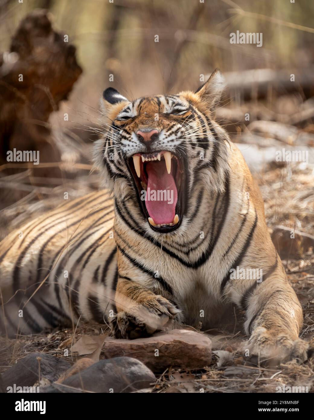 Female bengal tigress aggressive hi-res stock photography and images ...