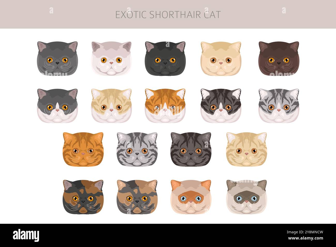Exotic Shorthair Cat clipart. All coat colors set. All cat breeds ...