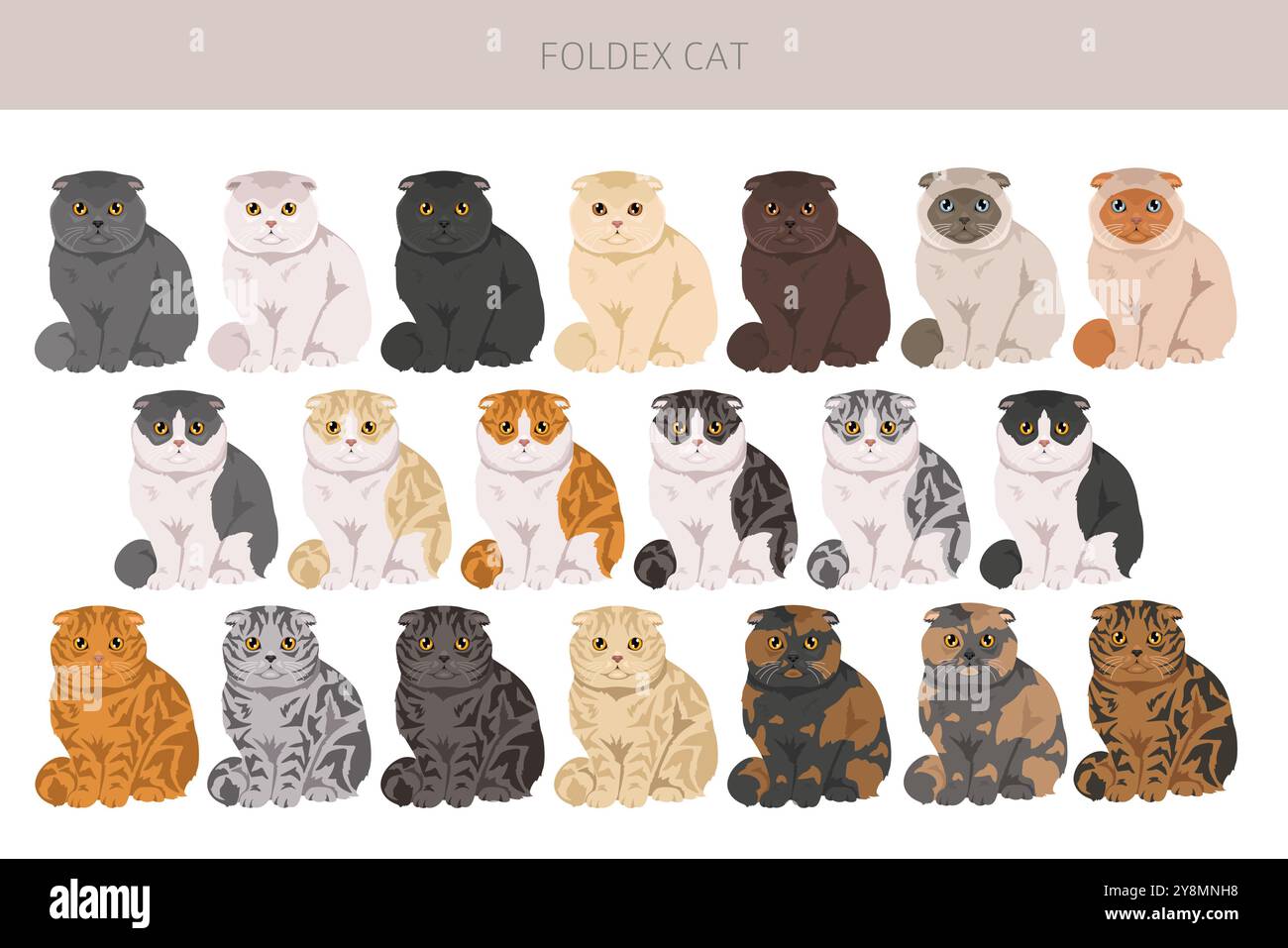 Foldex cat, Exotic Shorthair Cat clipart. All coat colors set. All cat ...