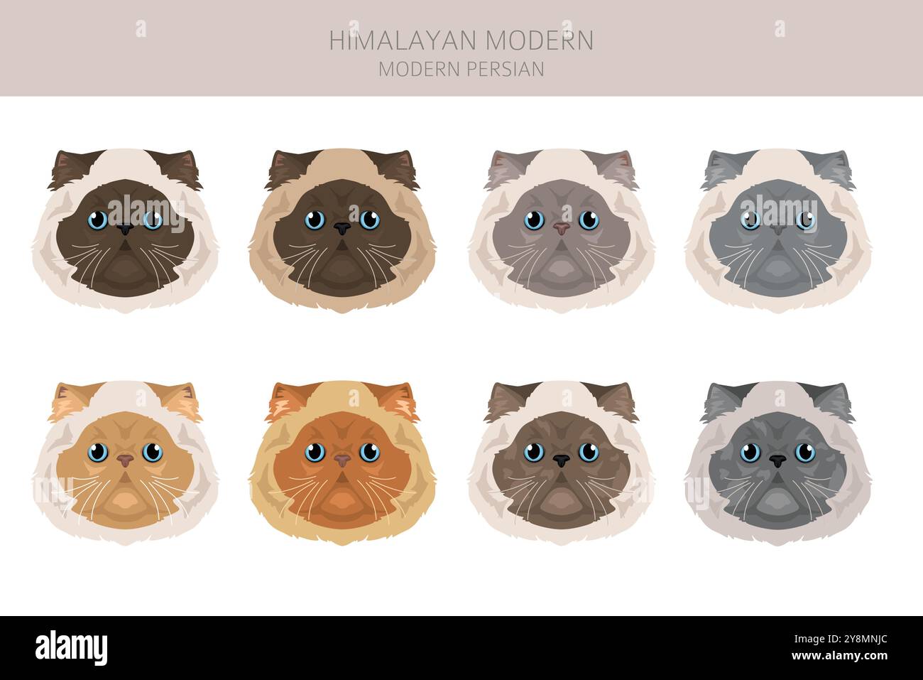 Himalayan Persian Cat clipart. Modern type. All coat colors set. All ...