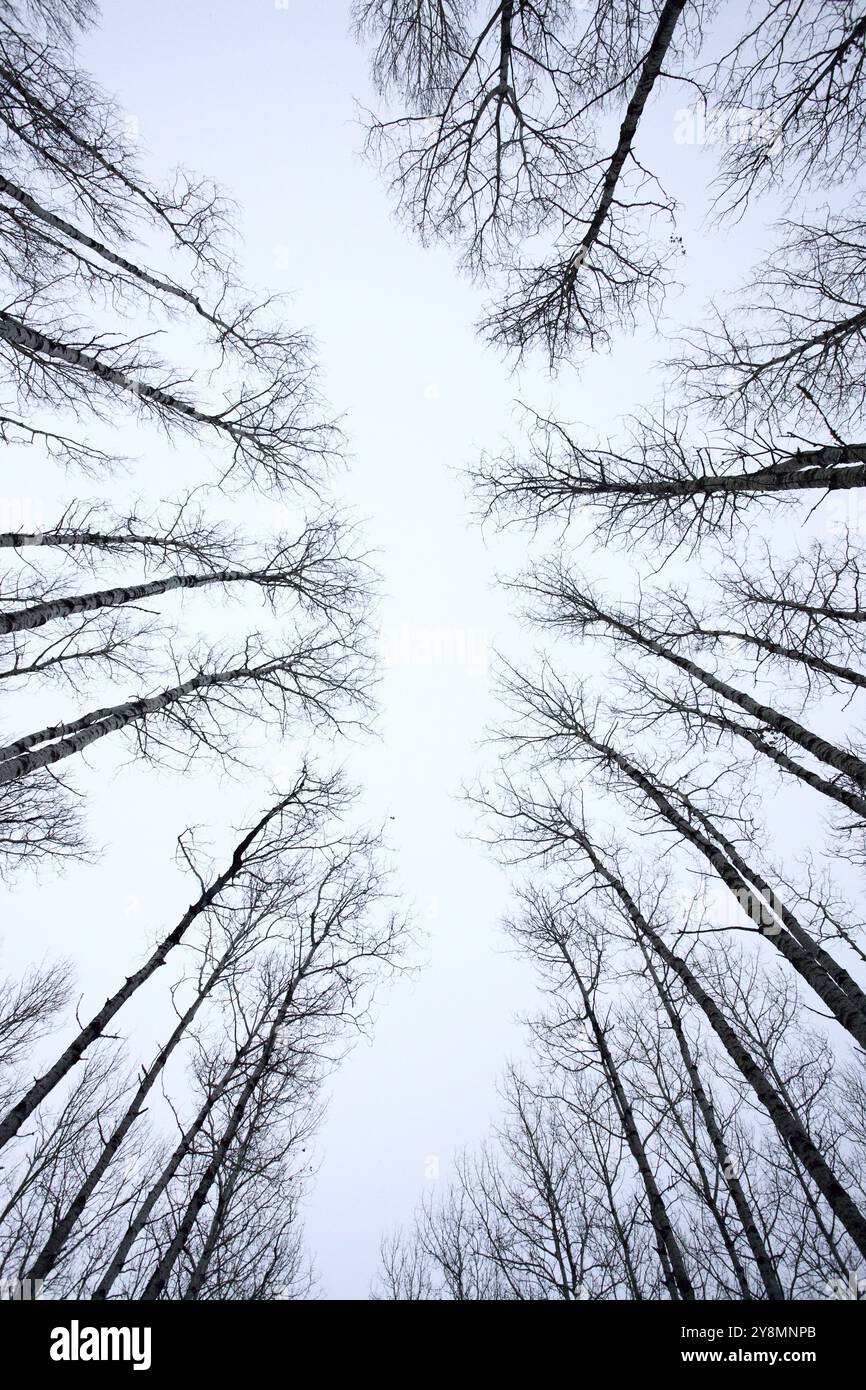 Deciduous trees canada hi-res stock photography and images - Alamy