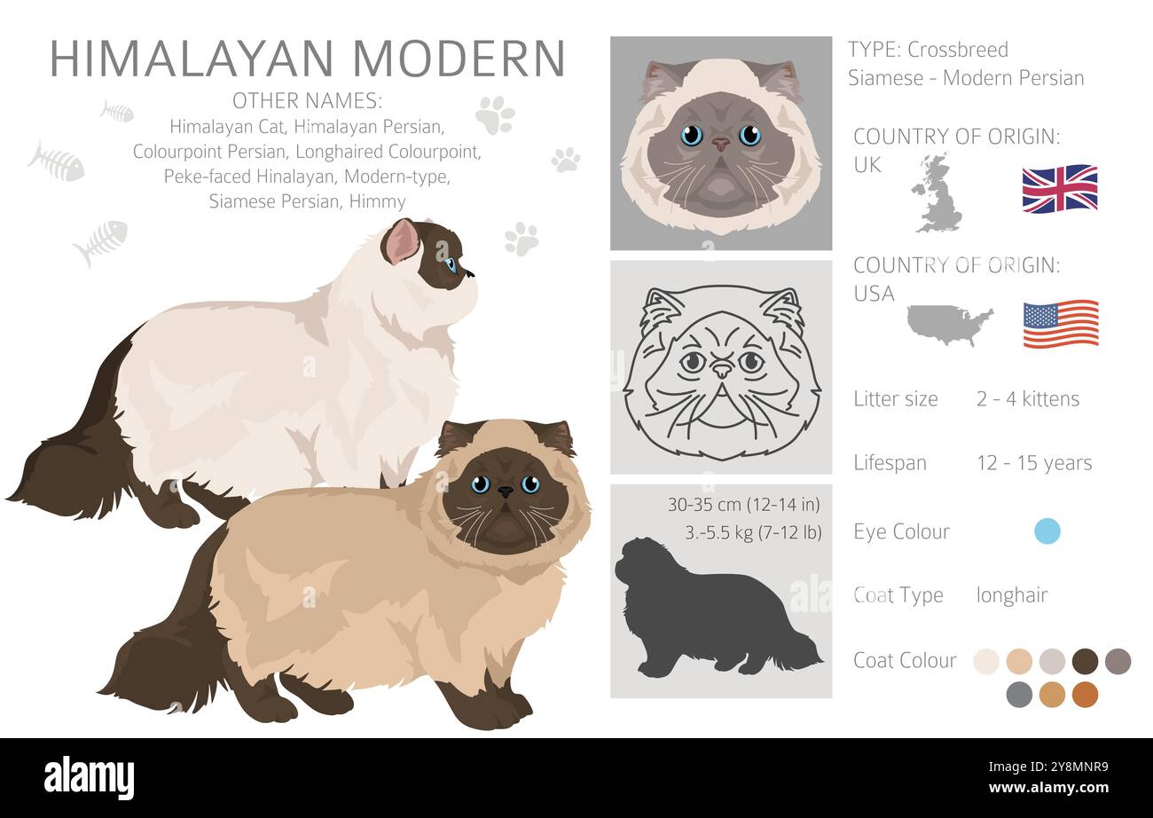 Himalayan Persian Cat clipart. Modern type. All coat colors set. All ...