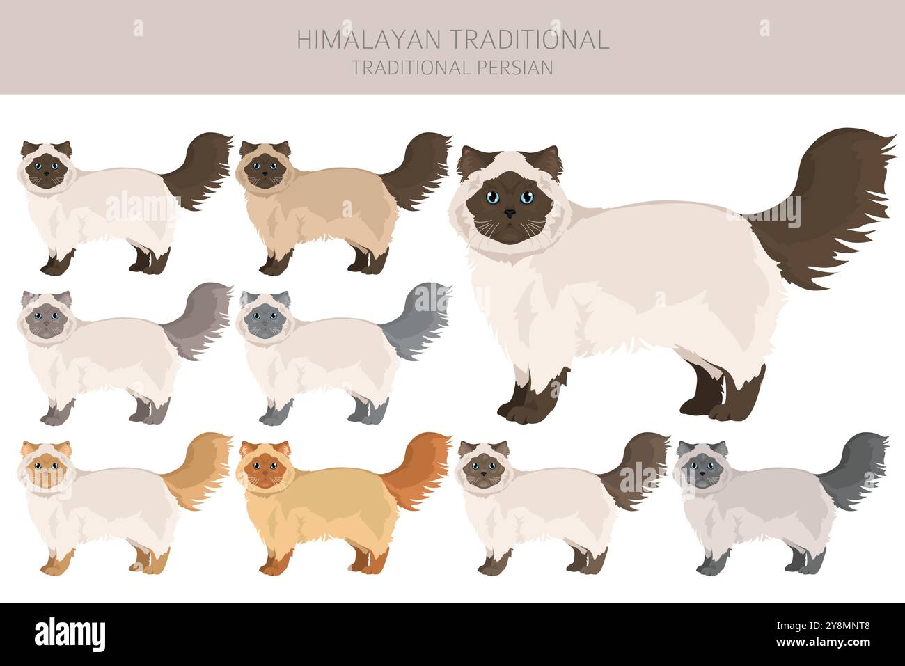 Himalayan Persian Cat clipart. Traditional type. All coat colors set ...