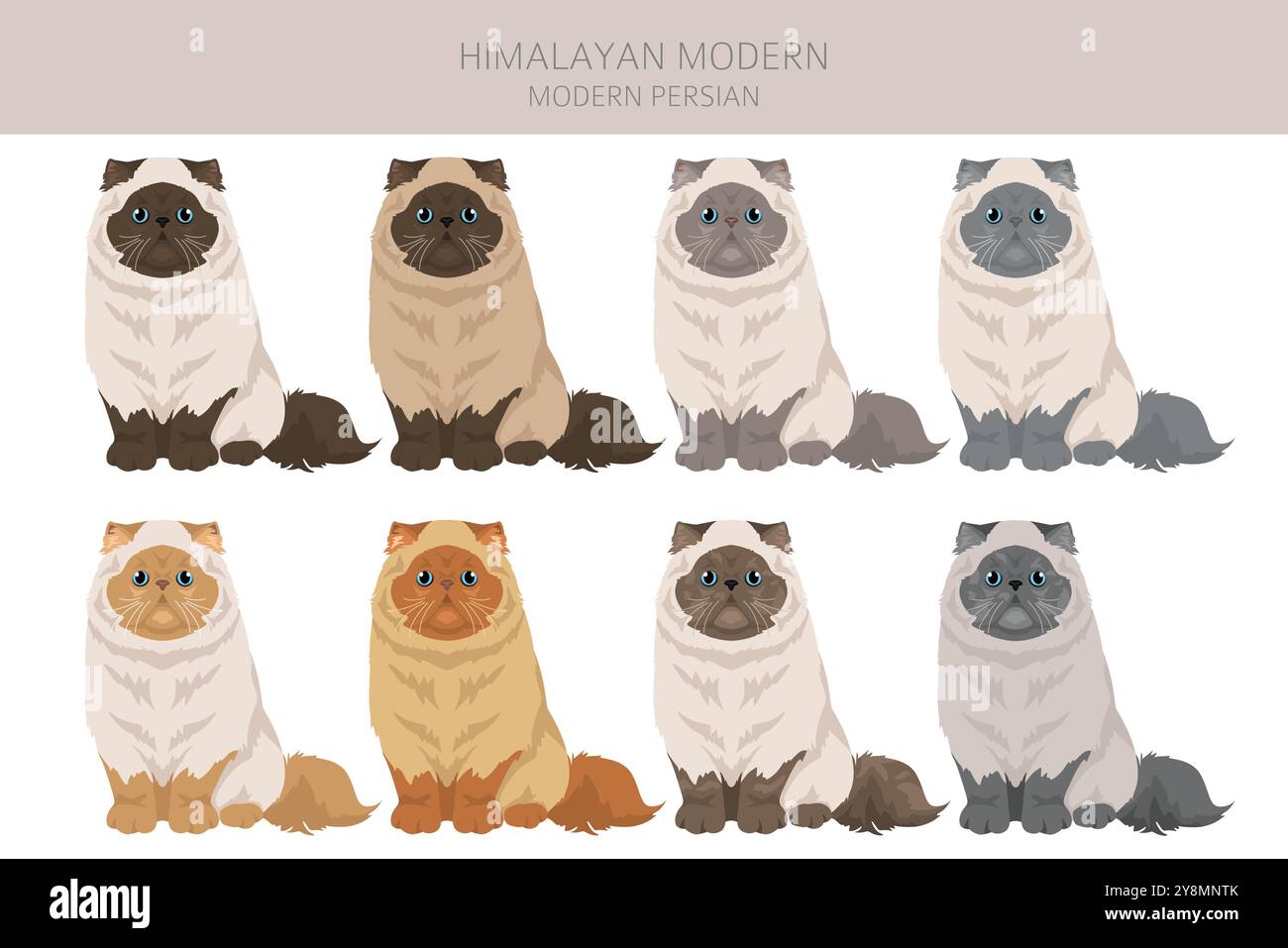 Himalayan Persian Cat clipart. Modern type. All coat colors set. All ...