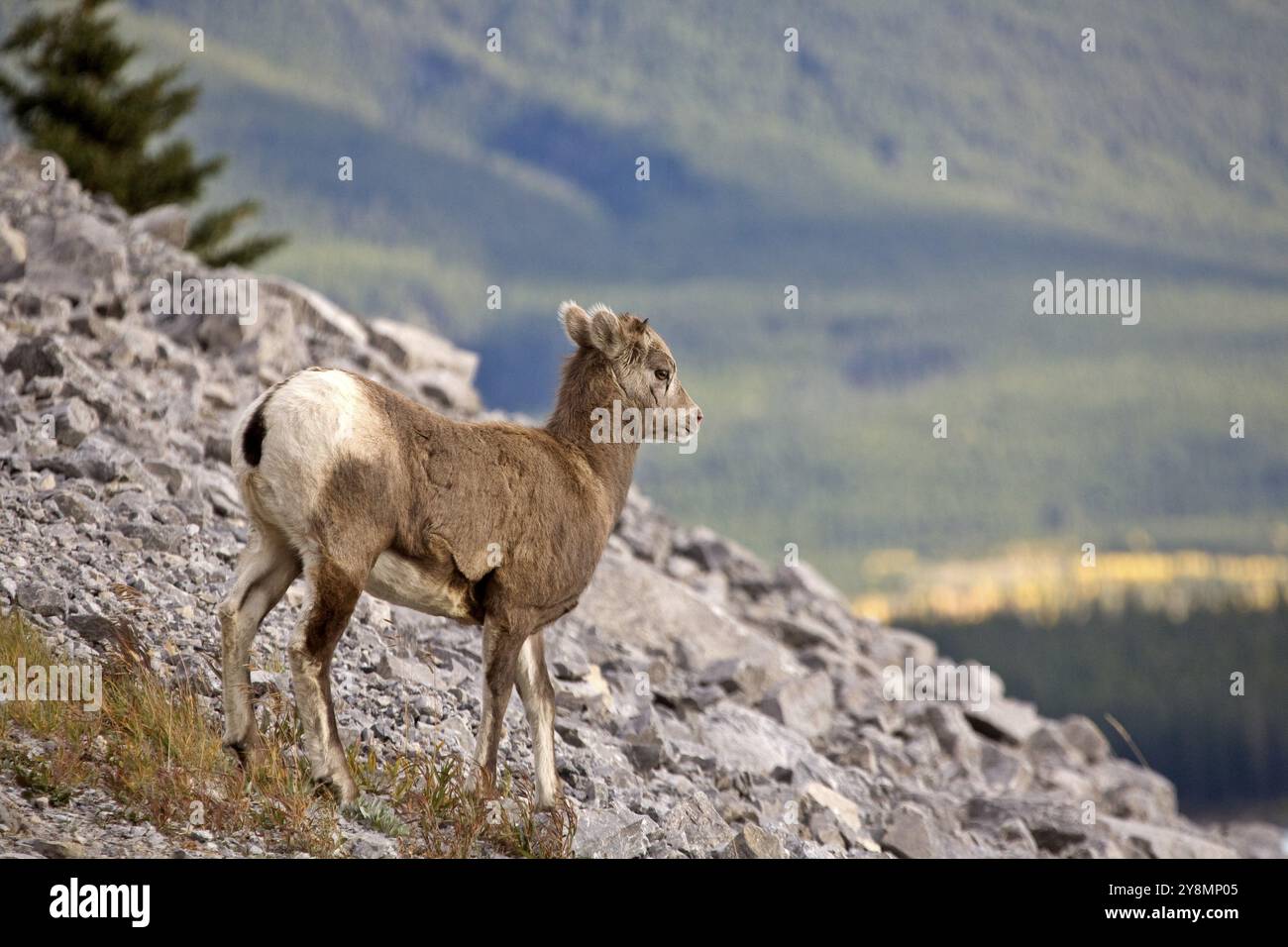 Rocky Mountain Sheep Alberta Canada young kid Stock Photo - Alamy