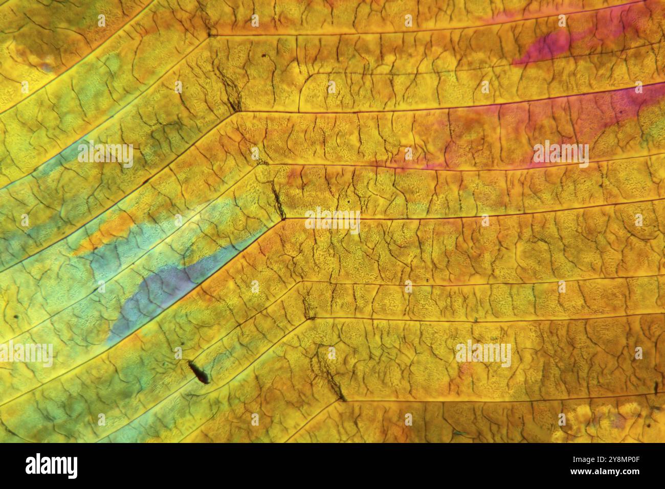 Sulfur crystals under the microscope with a magnification of 100 times ...