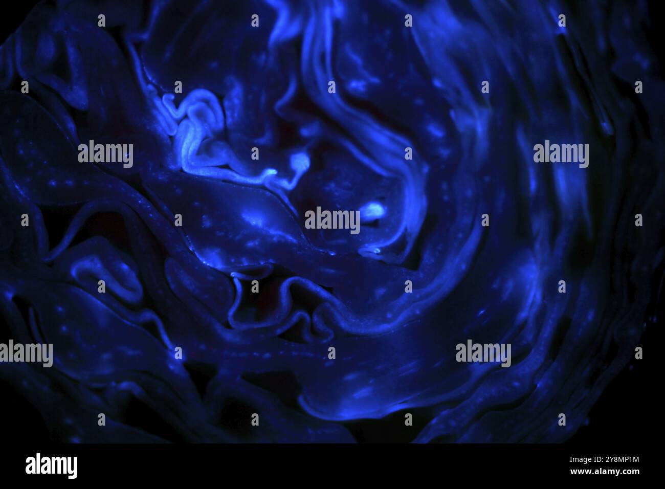 Luminol is a chemical used in forensics to detect traces of blood ...