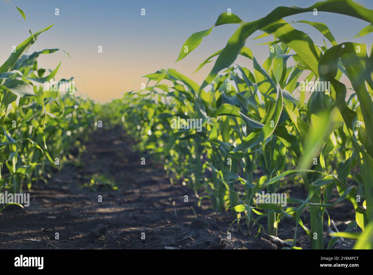 Fields sprouting crops hi-res stock photography and images - Alamy