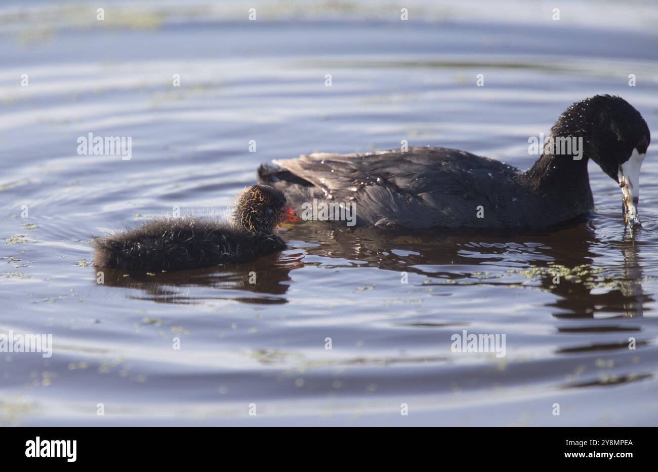 American coot family hi-res stock photography and images - Alamy