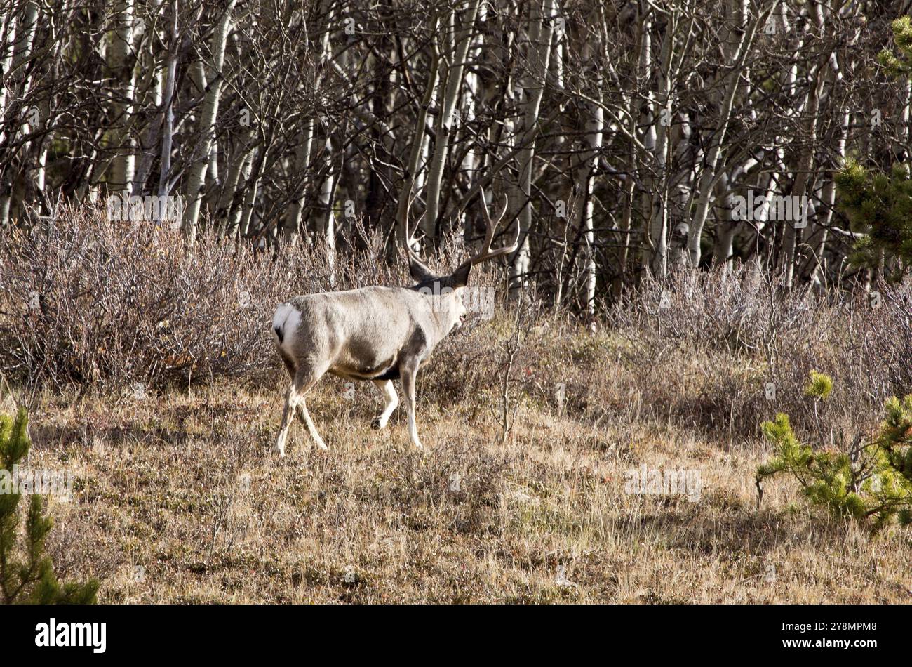 Cypress Hills Alberta Saskatchewan deer Alberta Border Stock Photo - Alamy