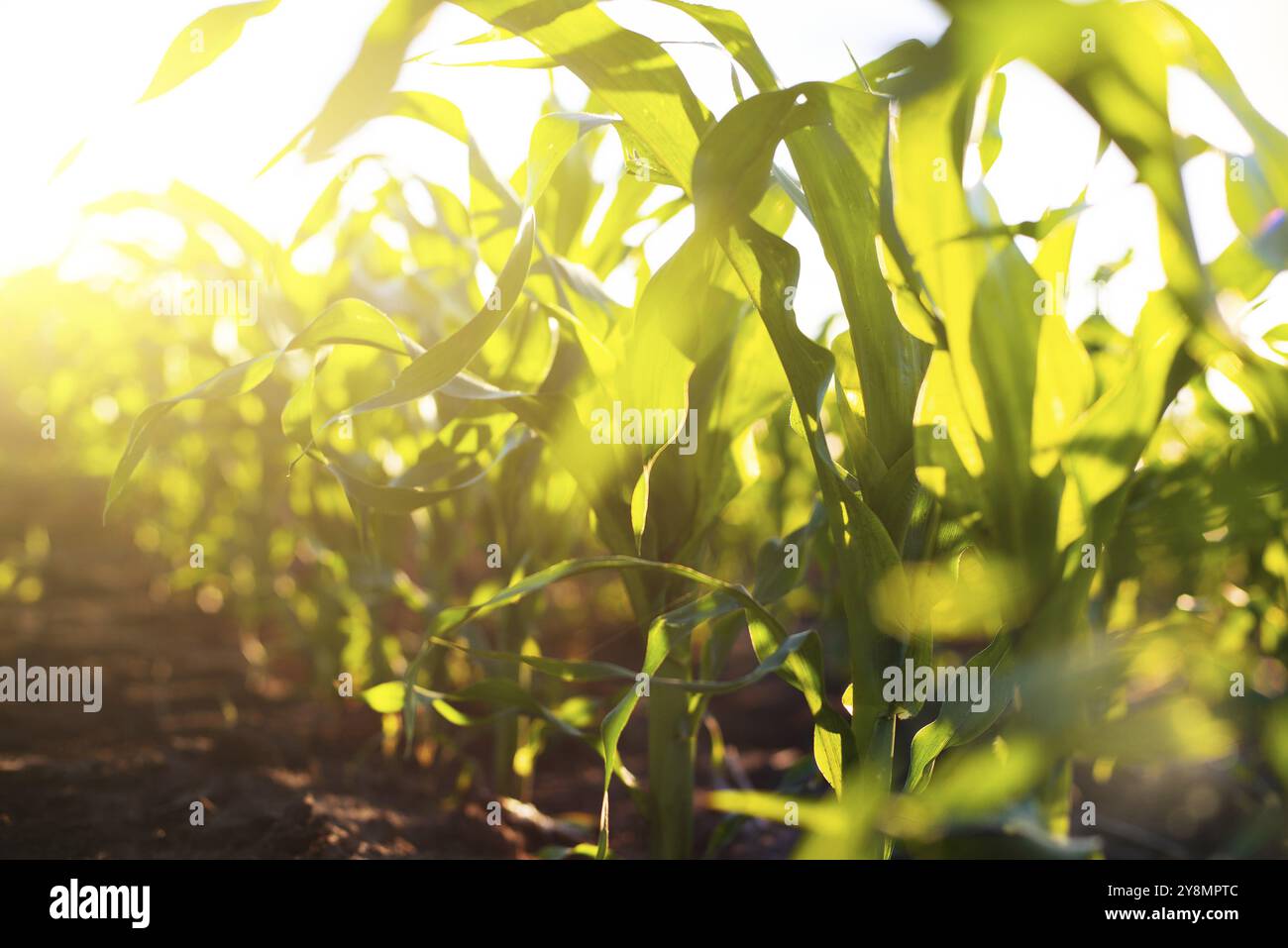 Fields sprouting crops hi-res stock photography and images - Alamy
