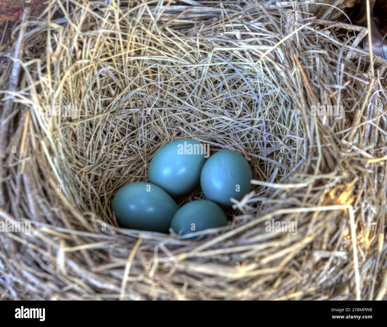Birds nesting machinery hi-res stock photography and images - Alamy
