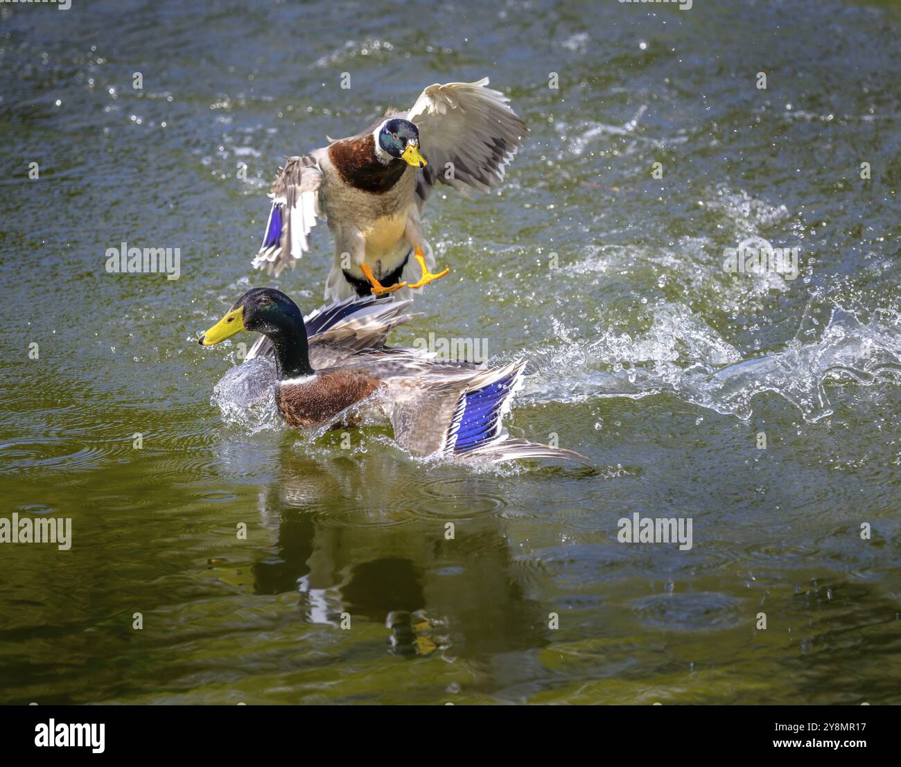 Closeup shot bird in water hi-res stock photography and images - Alamy