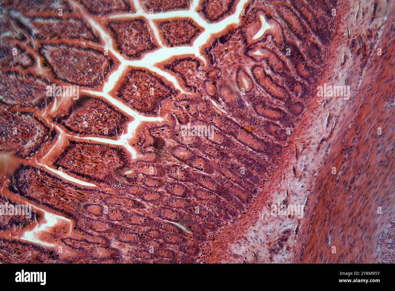 A section trough cells of a small intestine under the microscope Stock ...