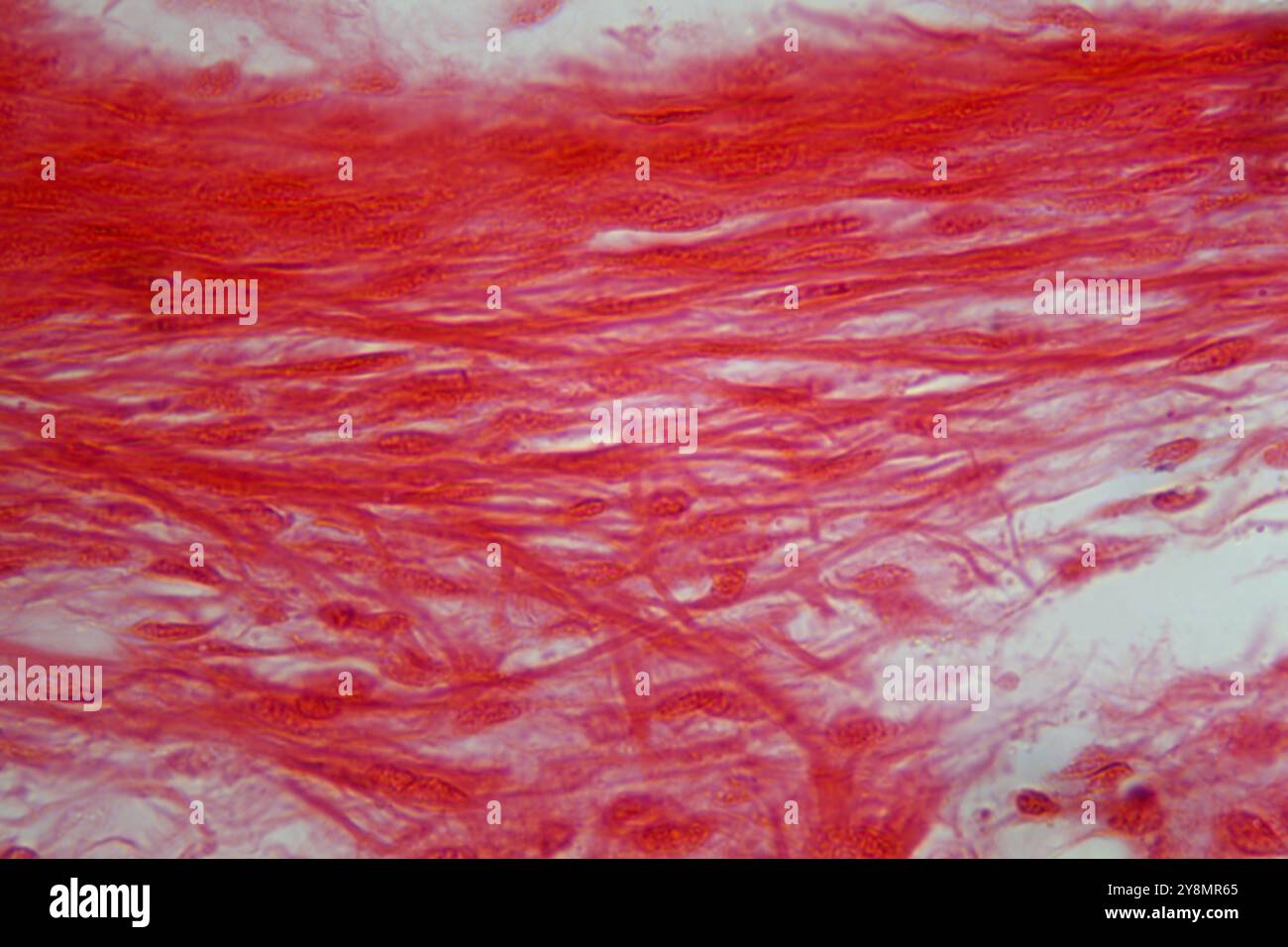 A section trough trachea cells under the microscope Stock Photo - Alamy