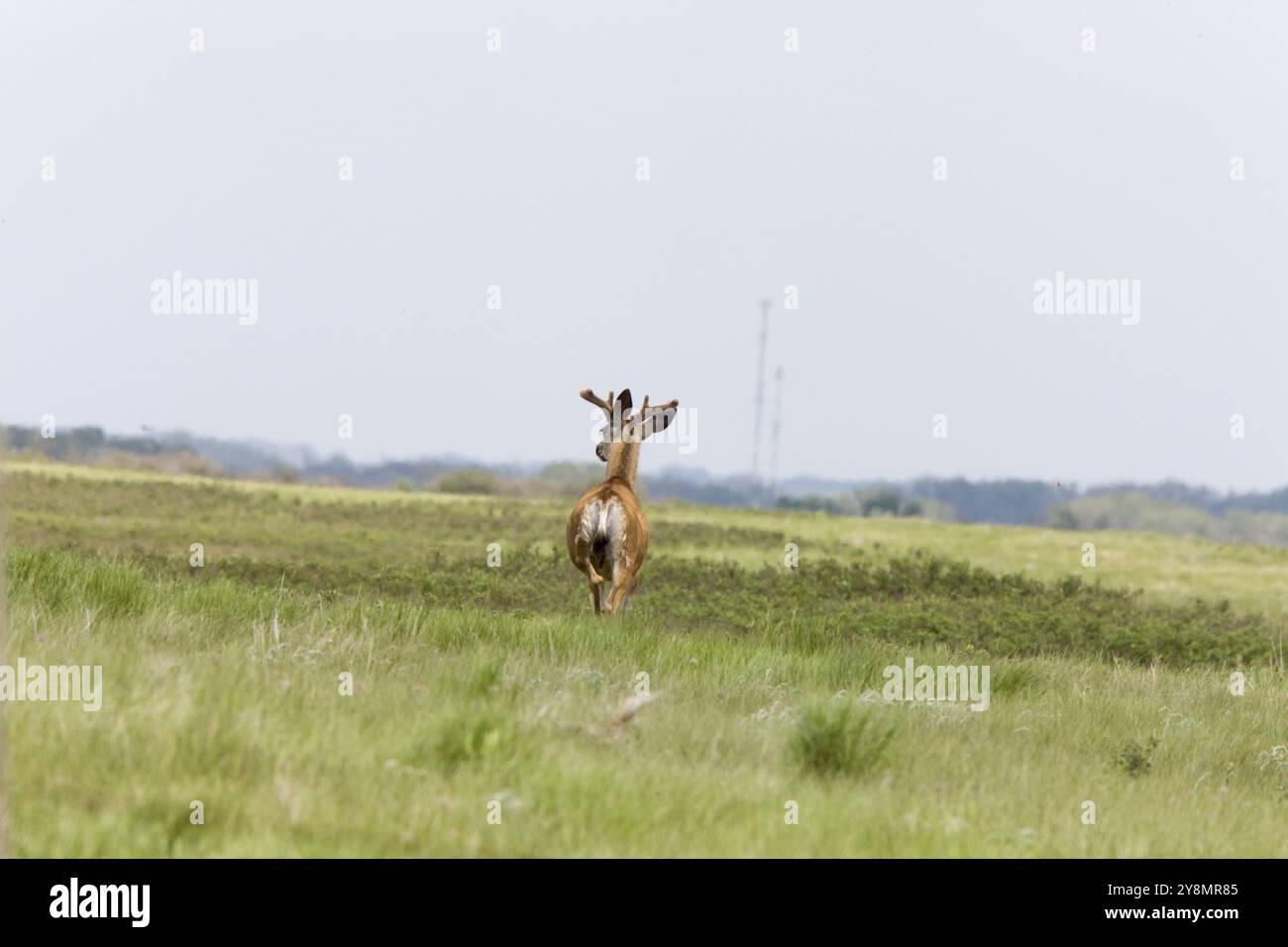 Deer in Saskatchewan prairie Pasture Land Canada Stock Photo - Alamy