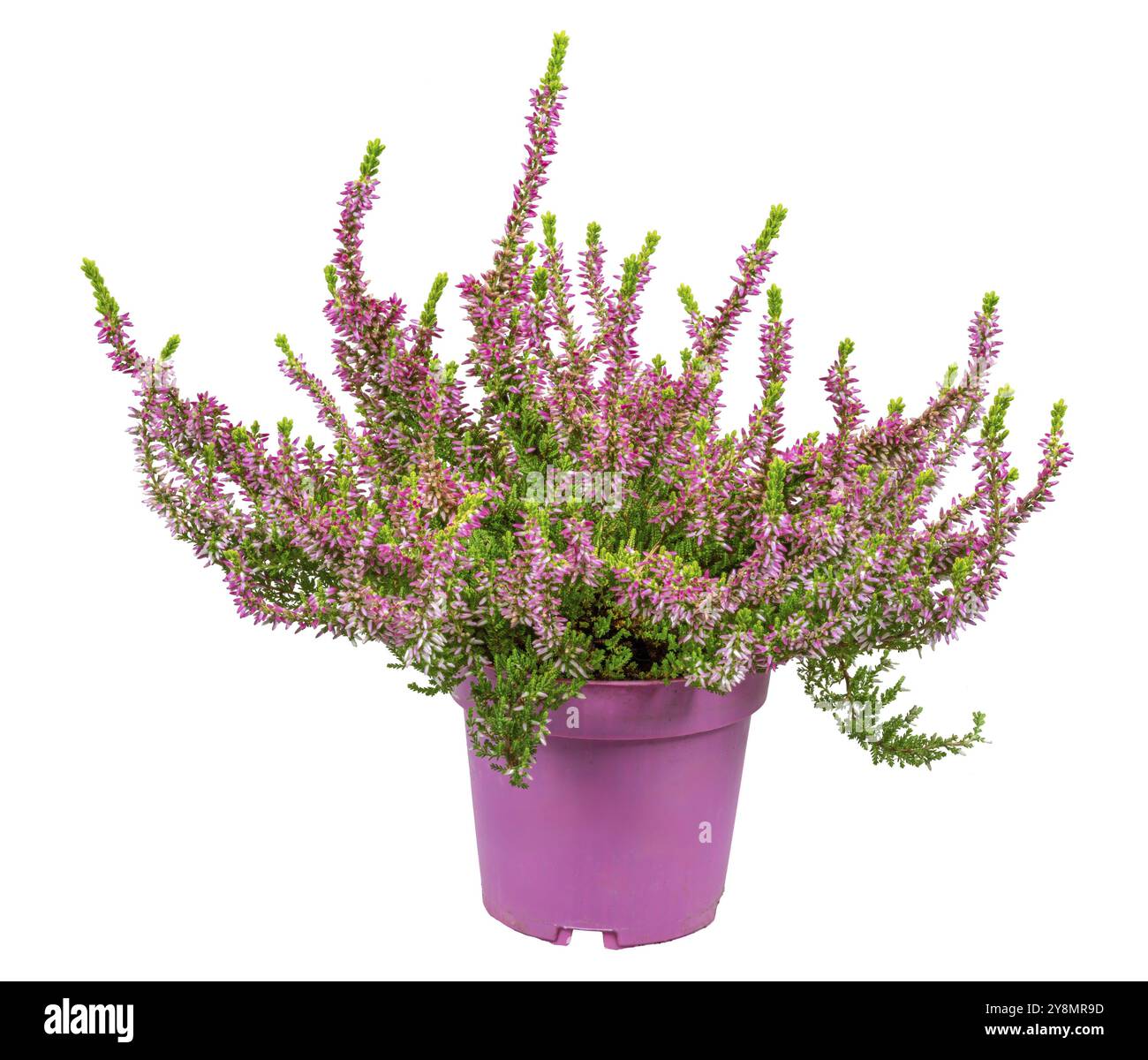 Isolated potted winter-flowering heather plant (erica carnea Stock ...