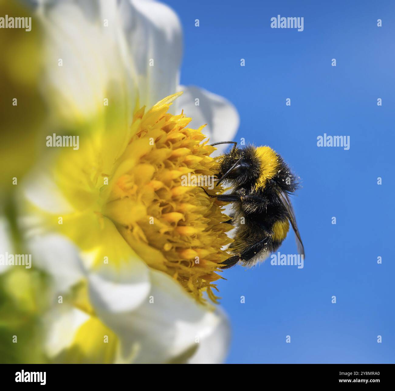 Macro of a bumblebee pollinating at a dahlia flower Stock Photo - Alamy