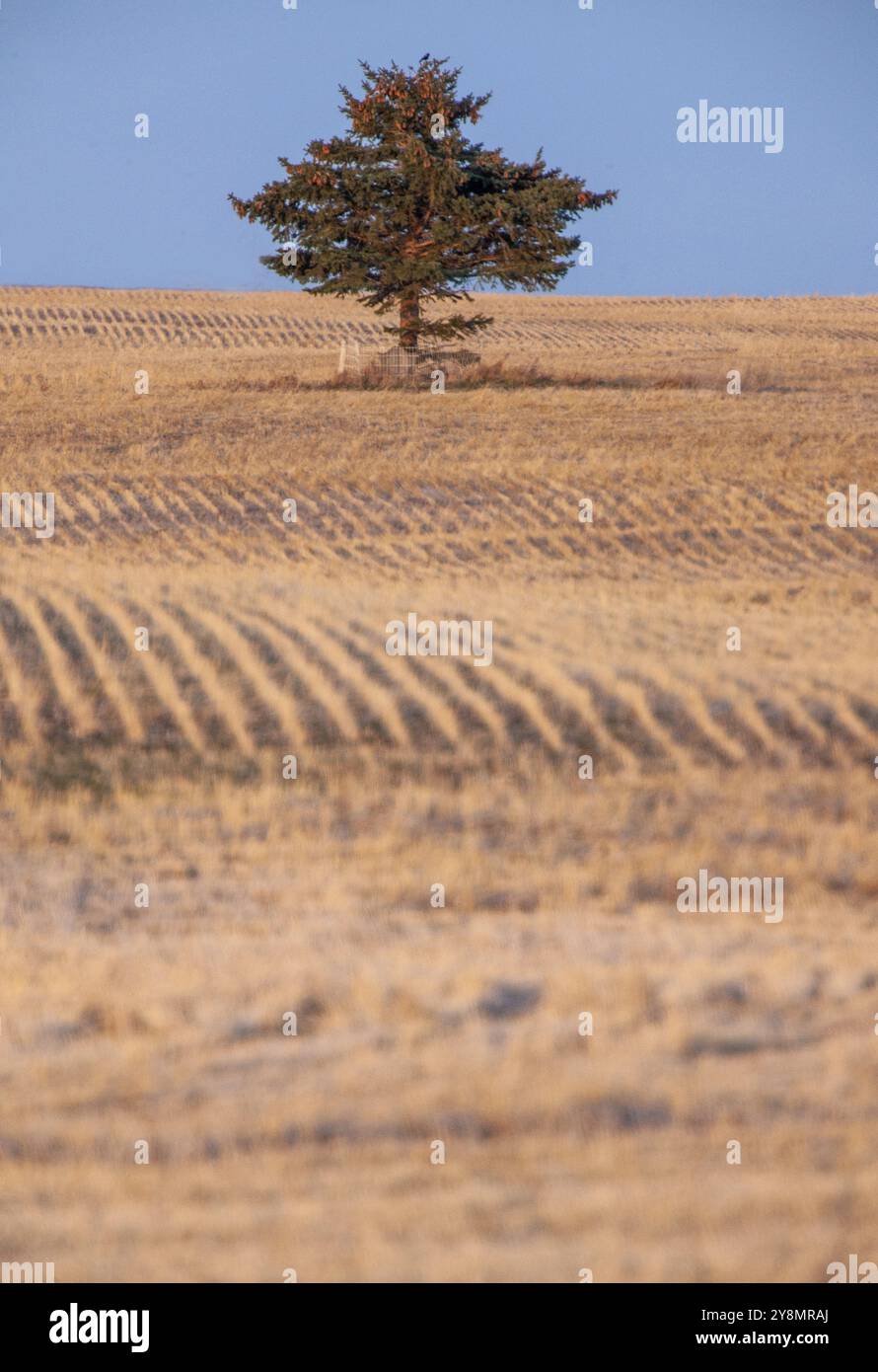 The lone prairie hi-res stock photography and images - Alamy