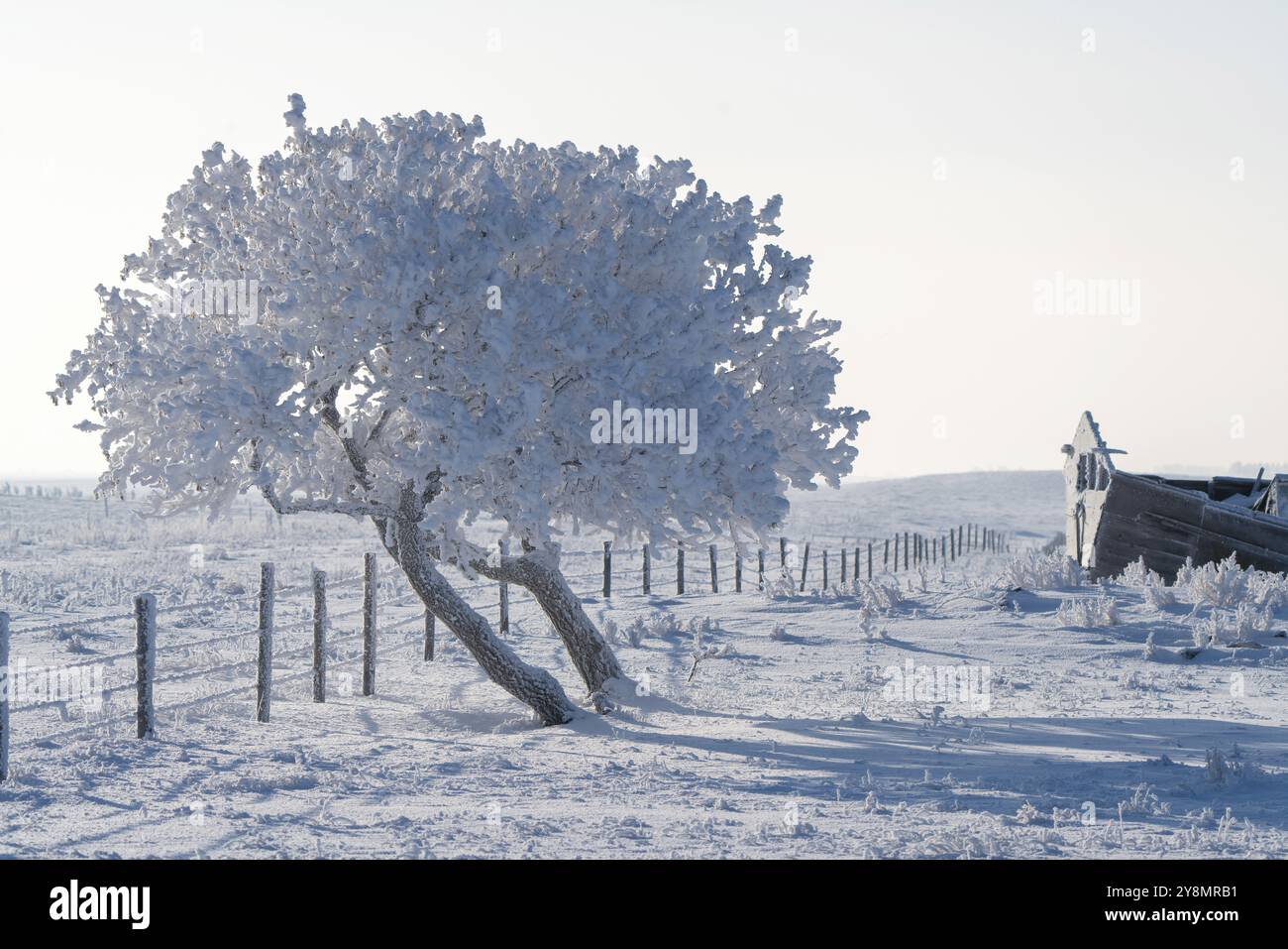 Blizzard [prairies winter storm] hi-res stock photography and images ...