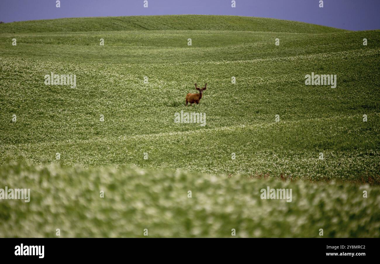 Deer in Pulse Crop Field in Saskatchewan Canada Stock Photo - Alamy