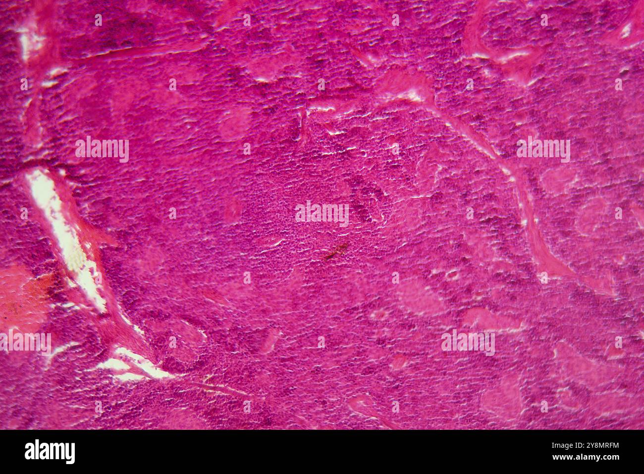 Paper under microscope hi-res stock photography and images - Alamy