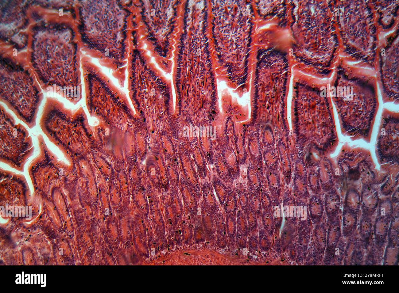 A section trough cells of a small intestine under the microscope Stock ...
