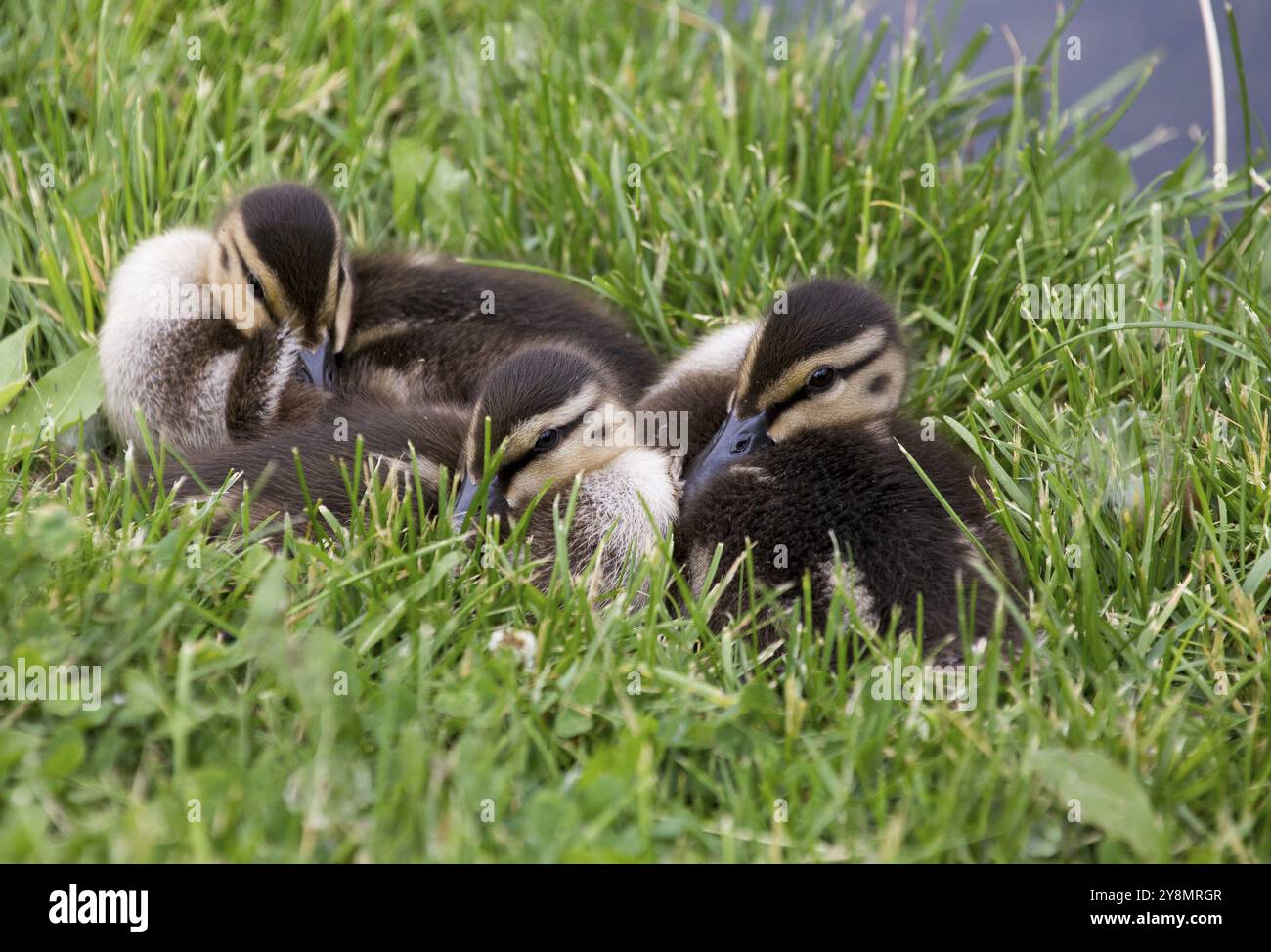 Baby Ducks in Saskrtchewan Canada wetlands wild Stock Photo - Alamy