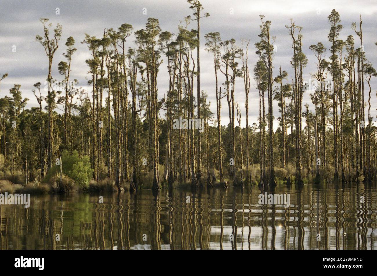 Trees reflected in Lake Brunner, West Coast, New Zealand, Oceania Stock ...