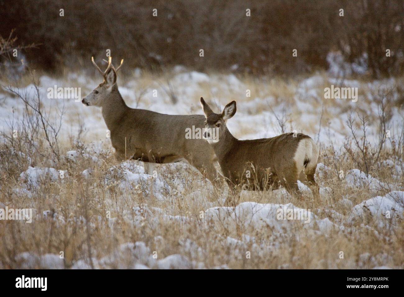Prairie Deer in Winter in Saskatchewan Canada Stock Photo - Alamy
