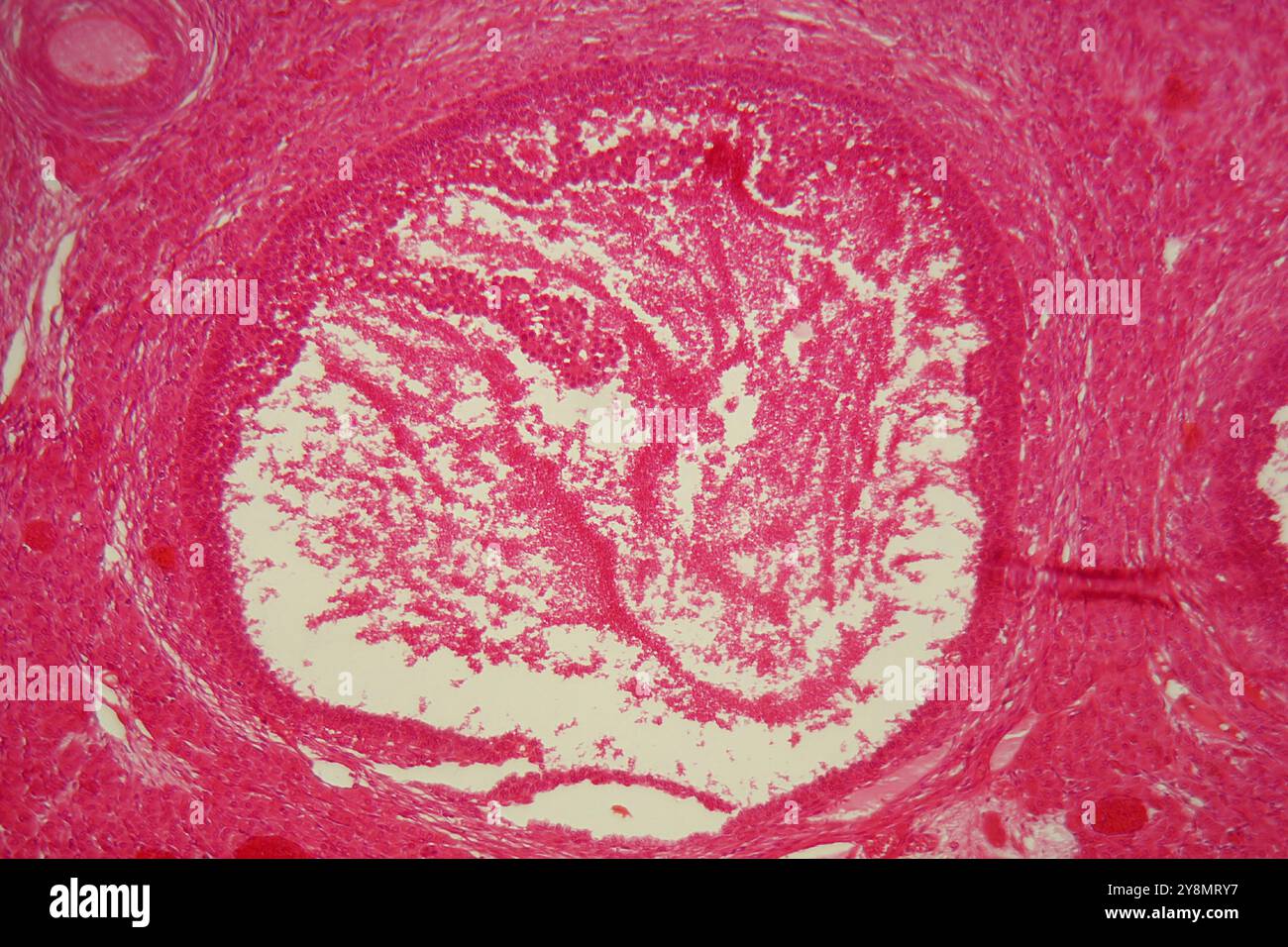 A section trough ovary cells under the microscope Stock Photo - Alamy