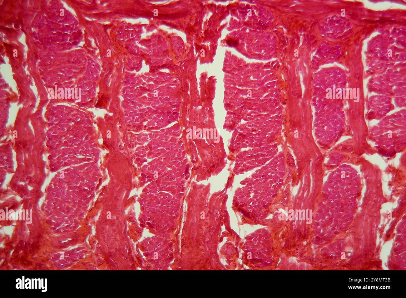 A section trough different tongue cells under the microscope Stock ...