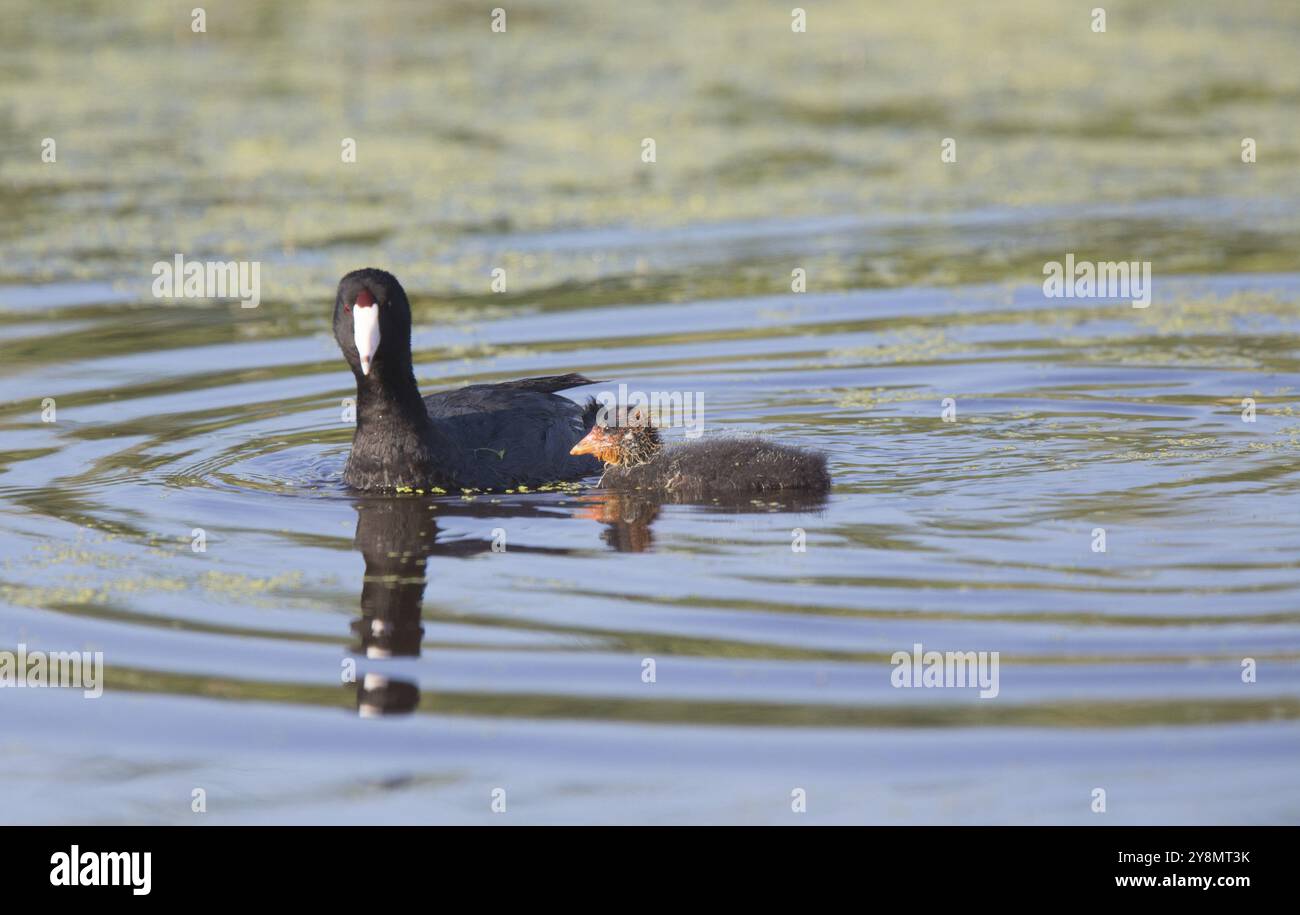 American Coot Waterhen and Babies in Marsh Canada Stock Photo - Alamy