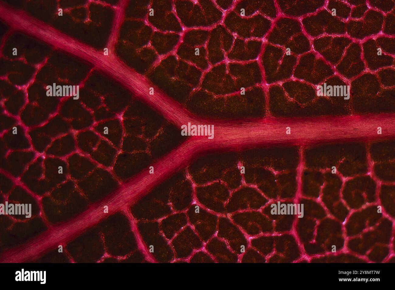 Leaf veins of a red colored smoketree (Cotinus coggygria) leaf under ...