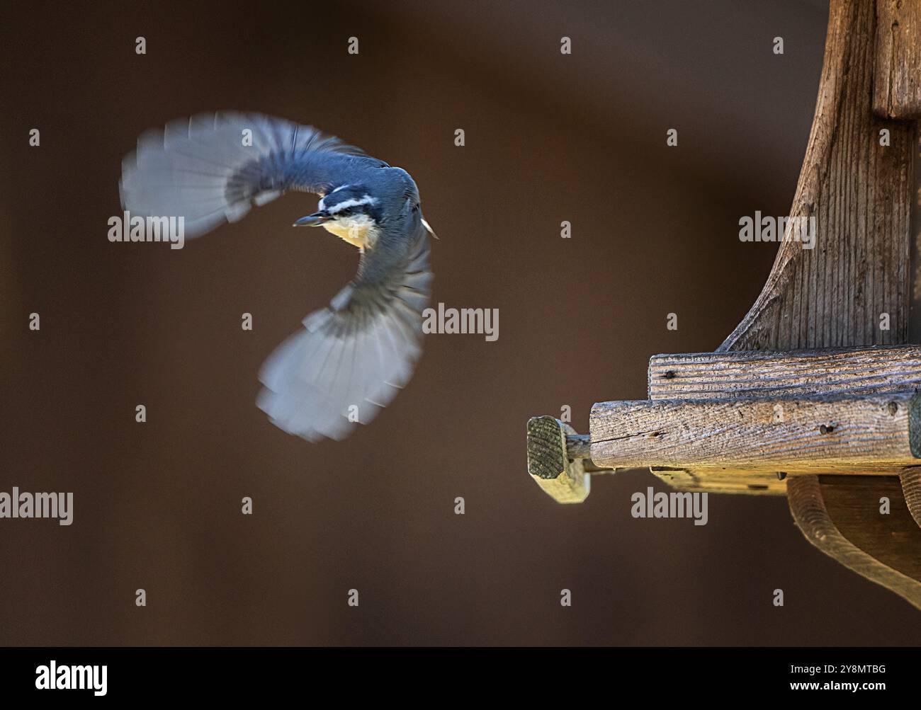 Blue Jay in Flight near bird feeder Stock Photo - Alamy