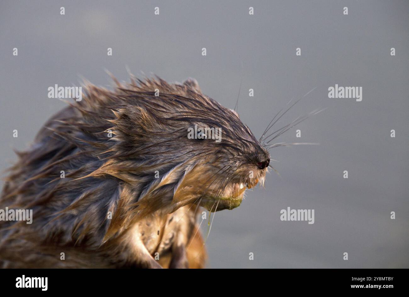 Close up Muskrat wet and in swamp Canada Stock Photo - Alamy