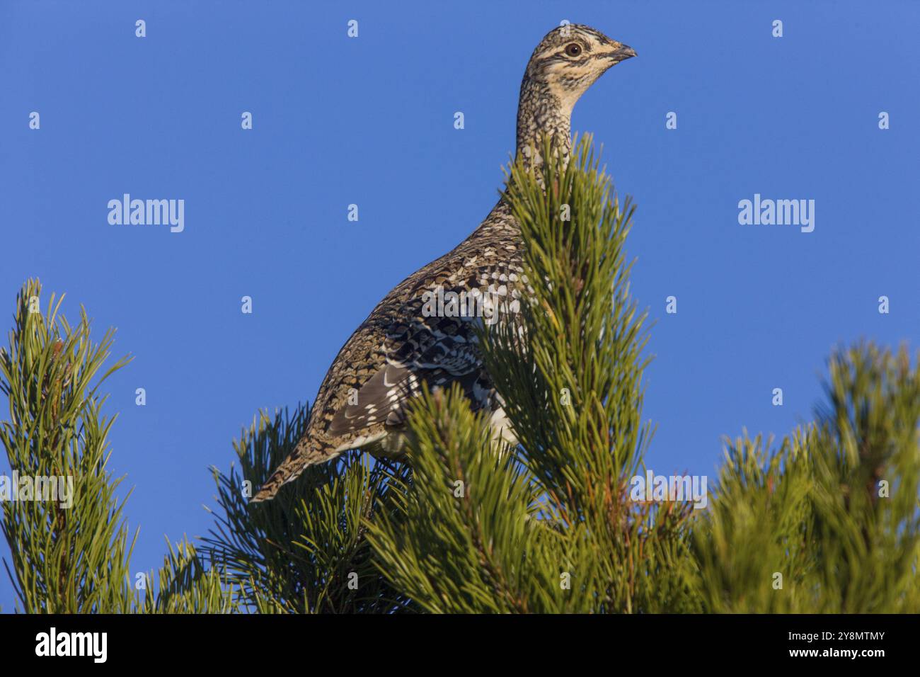 Sharp Tailed Grouse in Tree Alberta Canada Stock Photo - Alamy