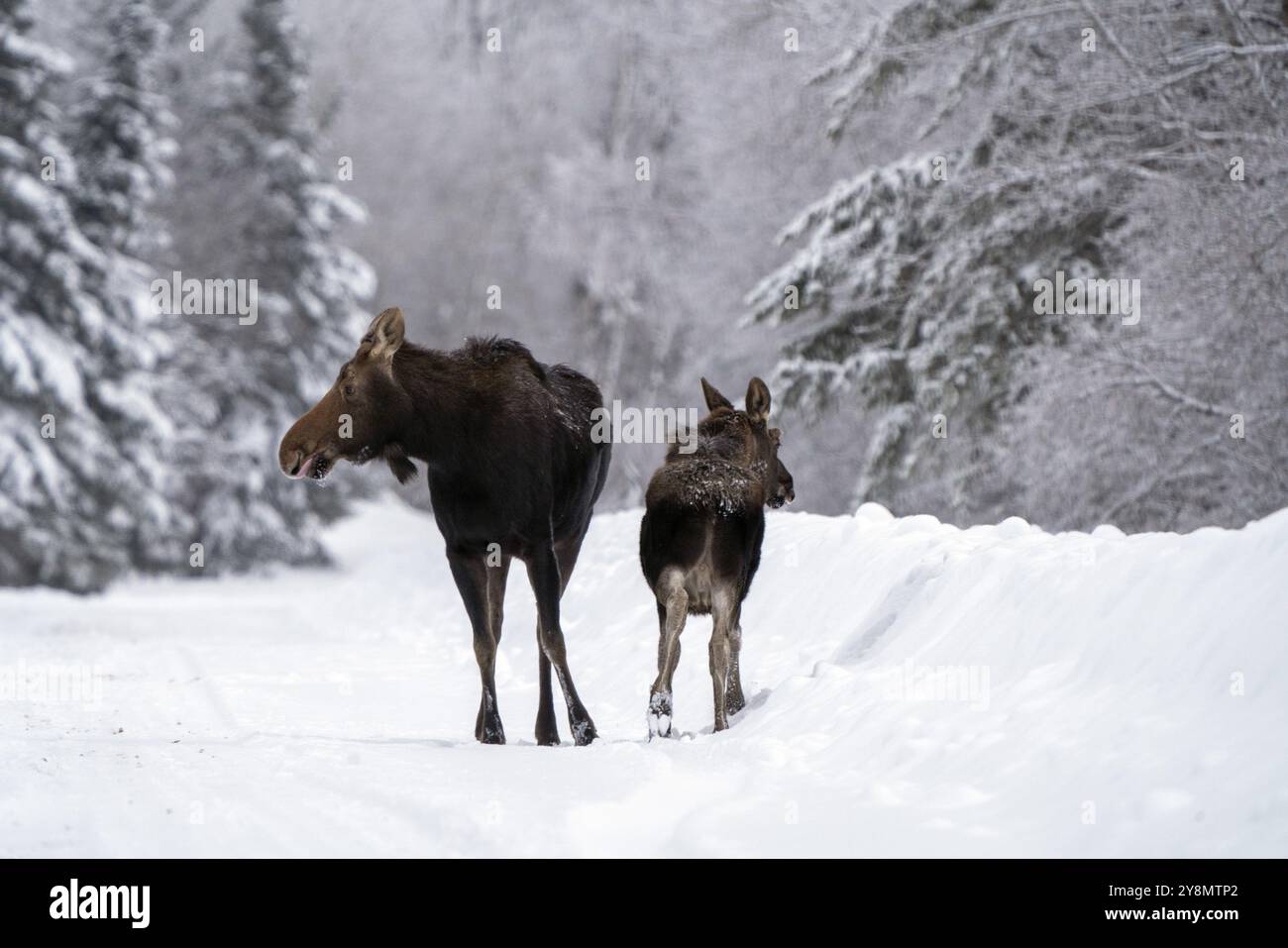 Moose in the Snow in Riding Mountain Provincial Park Canada Stock Photo ...