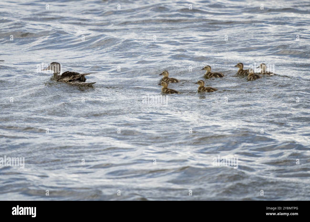 Mom and Baby Ducks swimming on a windy day Canada Stock Photo - Alamy