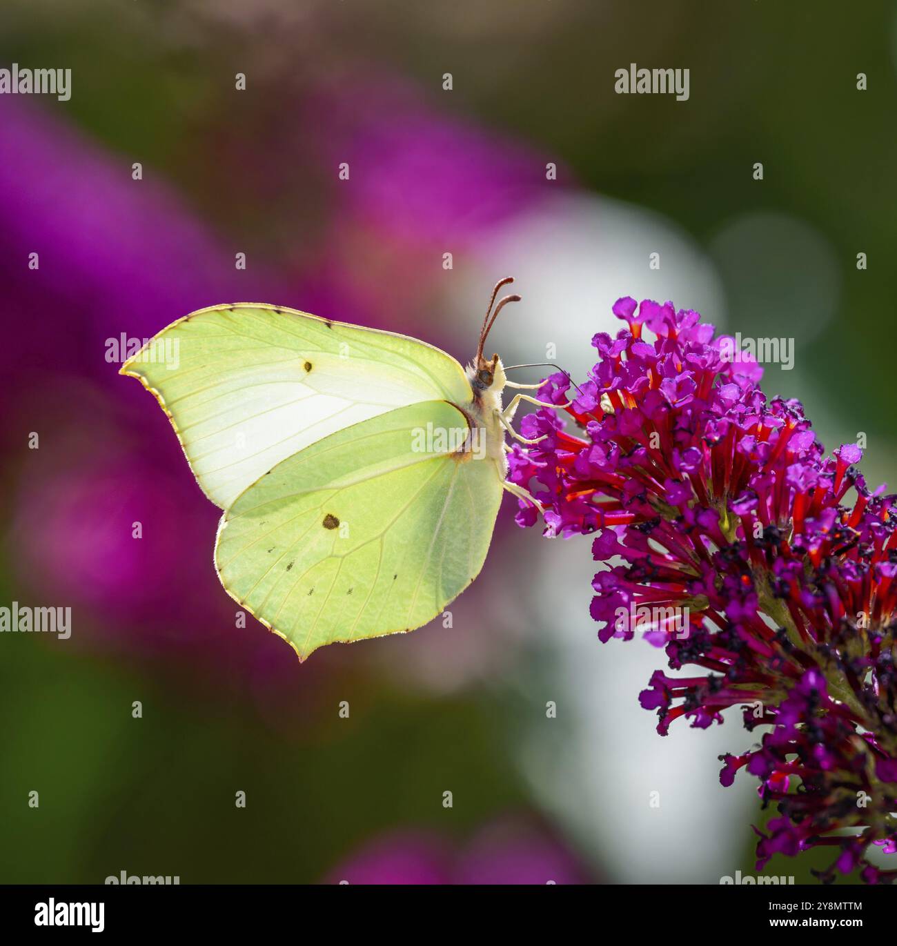 Macro of a yellow brimstone butterfly pollinating on a flower Stock ...