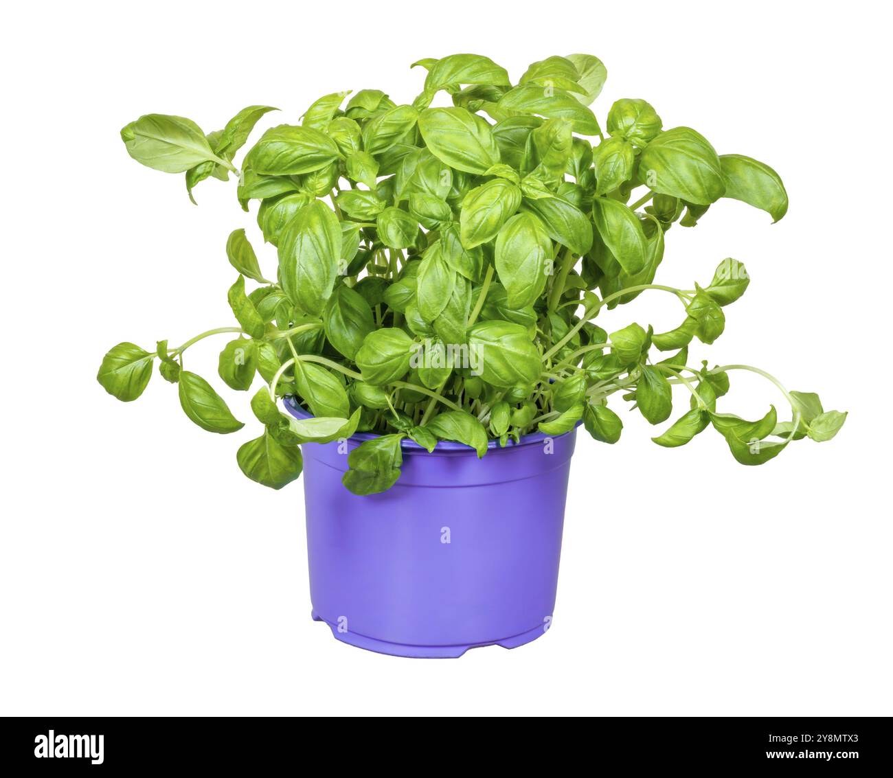 Basil potted Cut Out Stock Images & Pictures - Alamy