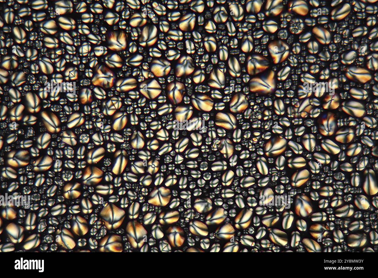 Potato starch under the microscope and in polarised light Stock Photo ...