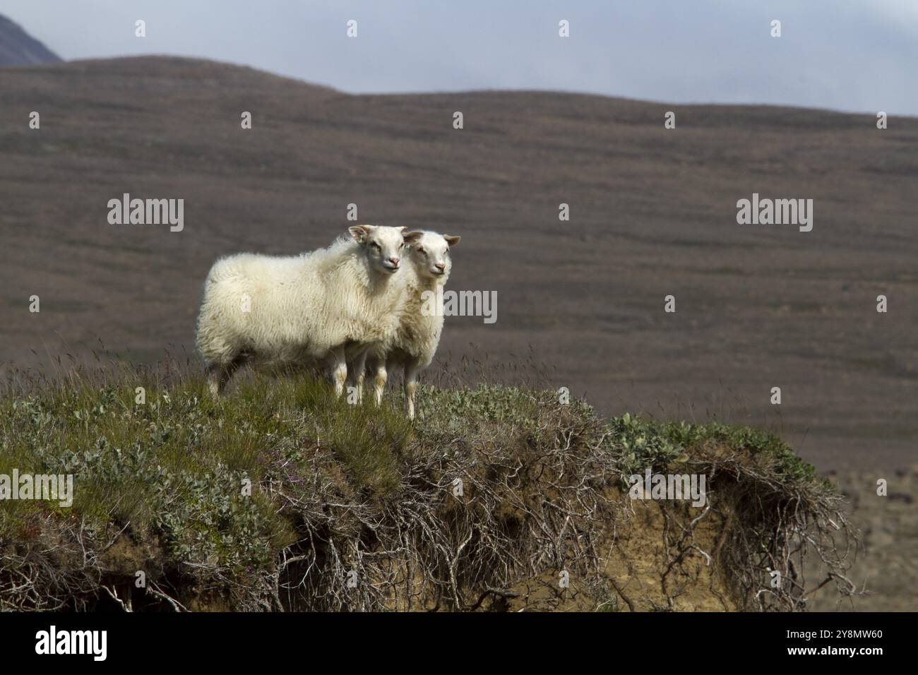 Sheep in the Icelandic highlands Stock Photo - Alamy