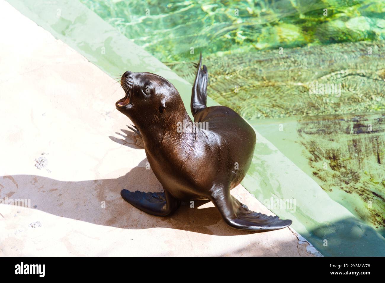 Black Seal Posing by a Greenish Pool in the Sun Stock Photo - Alamy