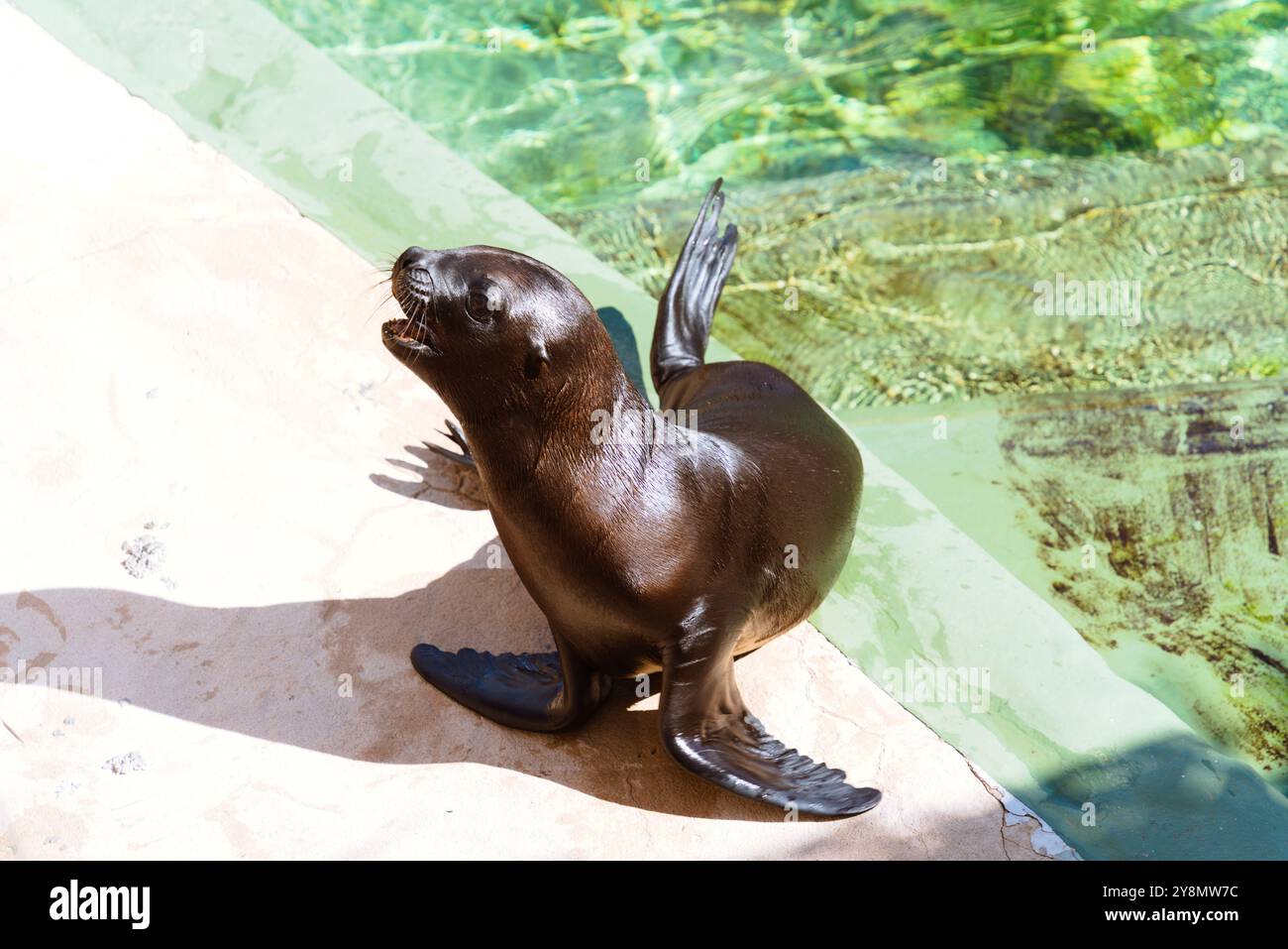 Black Seal Posing by a Greenish Pool in the Sun Stock Photo - Alamy