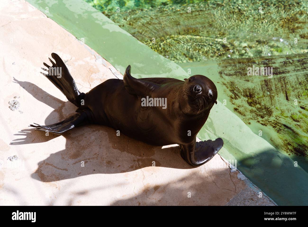 Seal in the pool hi-res stock photography and images - Alamy
