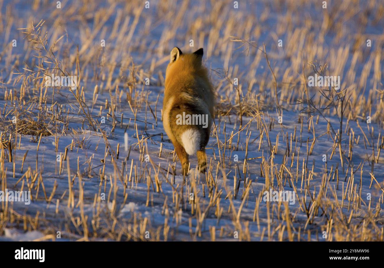 Prairie fox hi-res stock photography and images - Alamy