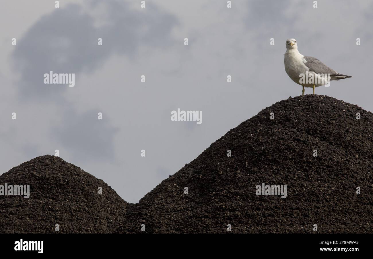 Seagull on Gravel Pit Storm Clouds Saskatchewan Canada Stock Photo - Alamy