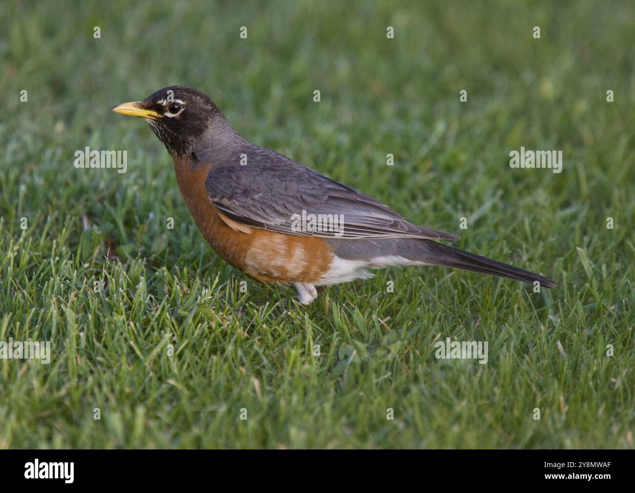 Red Robin on Lawn close up Canada Stock Photo - Alamy